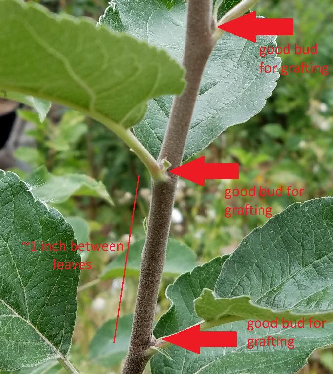 Selecting budwood for summer bud grafting | Widespread Malus, Boulder ...