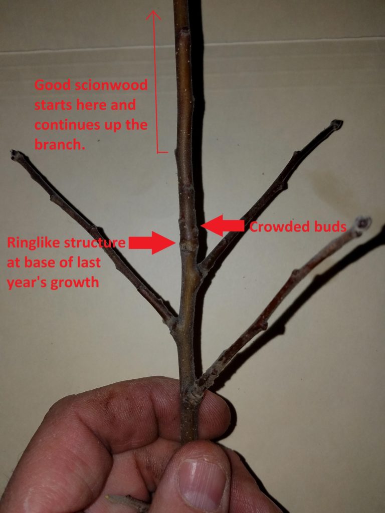 Selecting, cutting, and storing dormant apple scionwood | Widespread ...