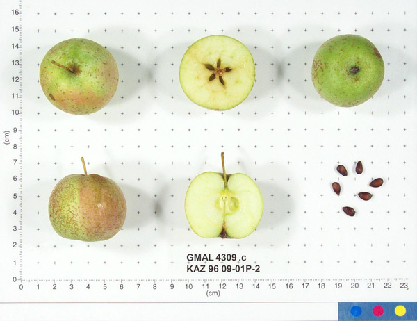 Got Malus sieversii seed? | Widespread Malus, Boulder County Apples