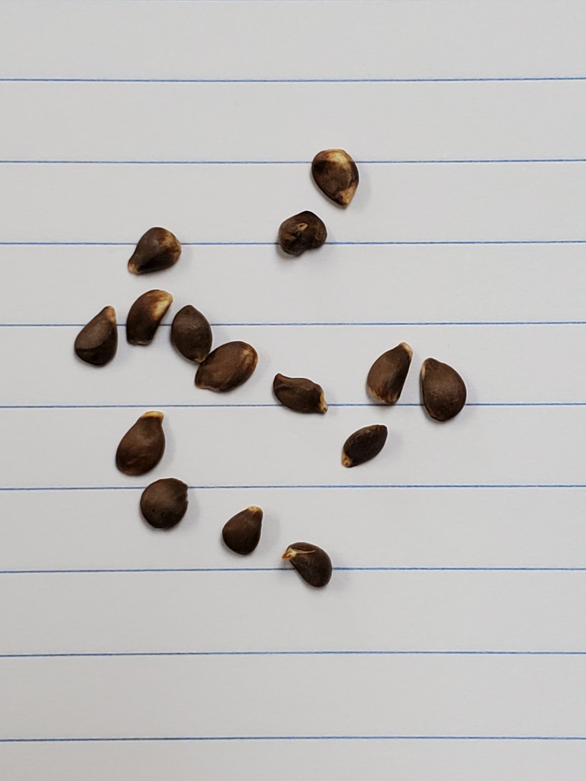 Got Malus sieversii seed?* | Widespread Malus, Boulder County Apples